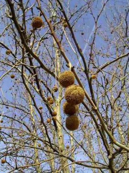 Platane à feuilles d'érable - Platanus acerifolia - Le Jardin du Pic Vert