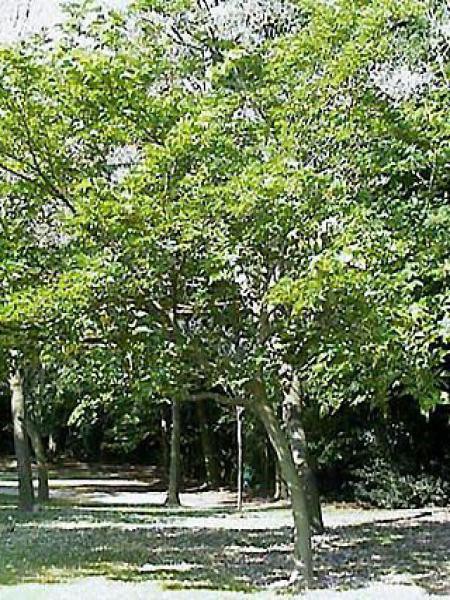 Mûrier blanc, Mûrier commun - Morus alba - Le Jardin du Pic Vert