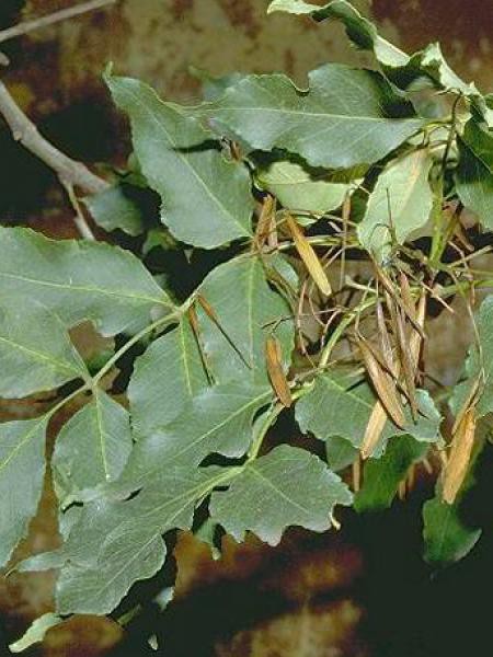 Frêne à fleurs, Frêne à manne - Fraxinus ornus - Le Jardin du Pic Vert