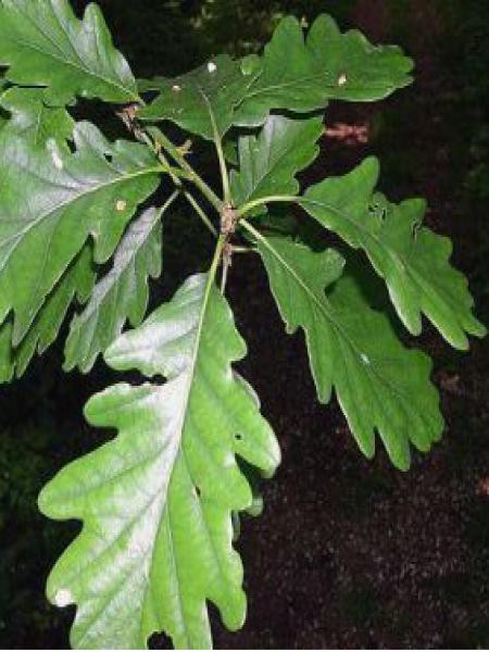 Chêne sessile - Quercus petraea - Le Jardin du Pic Vert