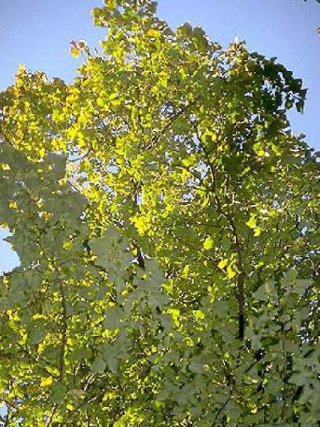 Tilleul argenté - Tilia tomentosa - Le Jardin du Pic Vert