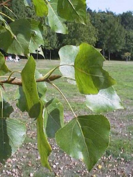 Peuplier euraméricain 'Robusta' - Populus euramericana - Le Jardin du ...