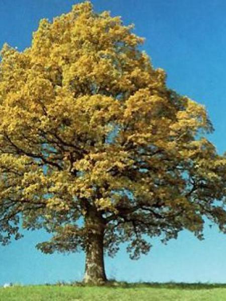 Chêne sessile - Quercus petraea - Le Jardin du Pic Vert