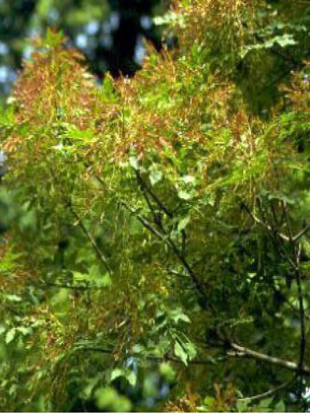 Frêne à fleurs, Frêne à manne - Fraxinus ornus - Le Jardin du Pic Vert