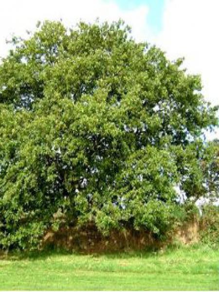Chêne chevelu,Chêne lombard,Chêne de Bourgogne - Quercus cerris - Le ...