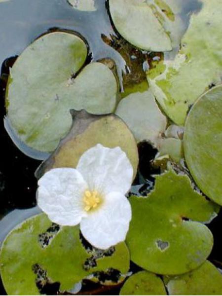 Morène - Hydrocharis morsus-ranae - Le Jardin du Pic Vert