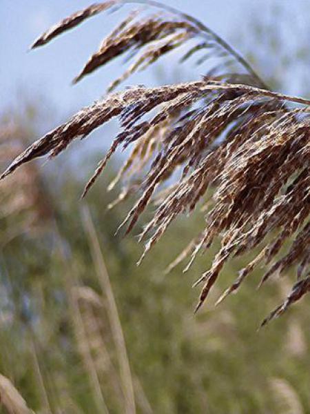 Roseau commun - Phragmites australis - Le Jardin du Pic Vert