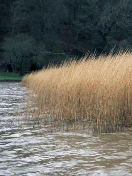 Roseau commun - Phragmites australis - Le Jardin du Pic Vert