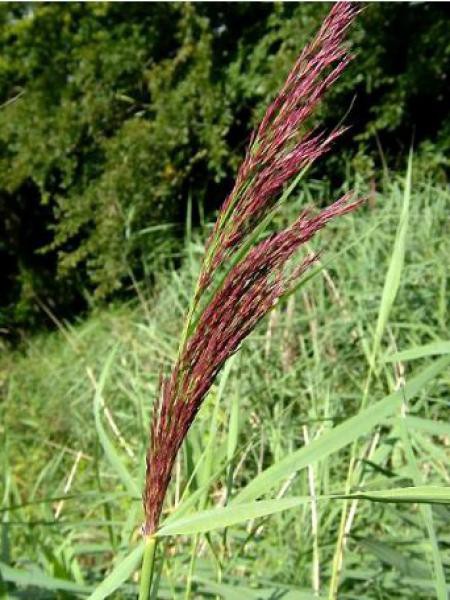 Roseau commun - Phragmites australis - Le Jardin du Pic Vert