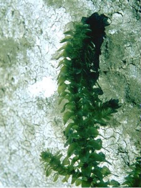 Élodée du Canada - Elodea canadensis - Le Jardin du Pic Vert