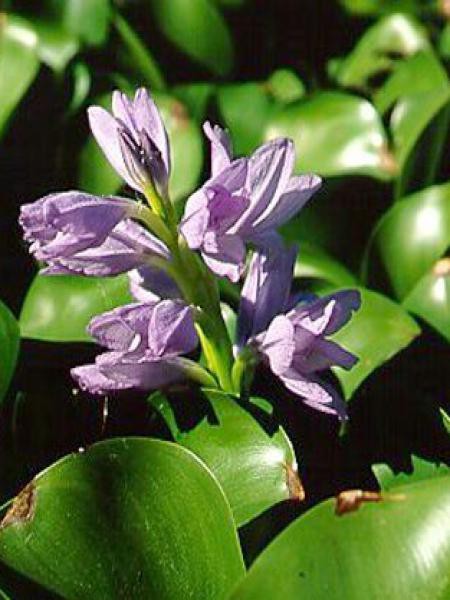 Jacinthe d'eau - Eichhornia crassipes - Le Jardin du Pic Vert