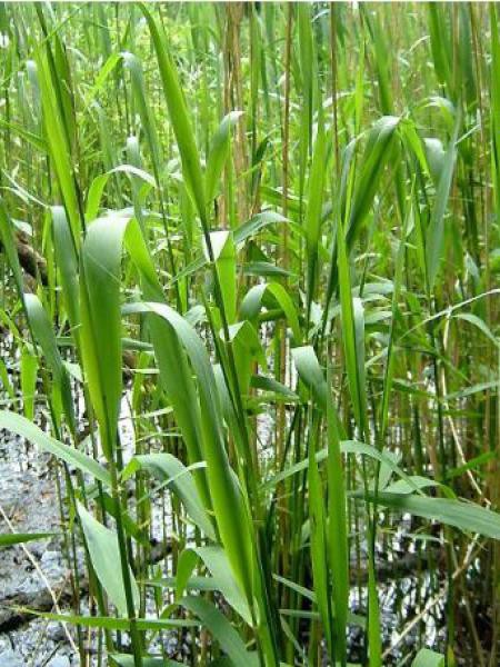 Roseau commun - Phragmites australis - Le Jardin du Pic Vert