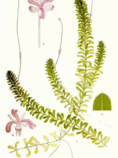 Élodée du Canada - Elodea canadensis - Le Jardin du Pic Vert