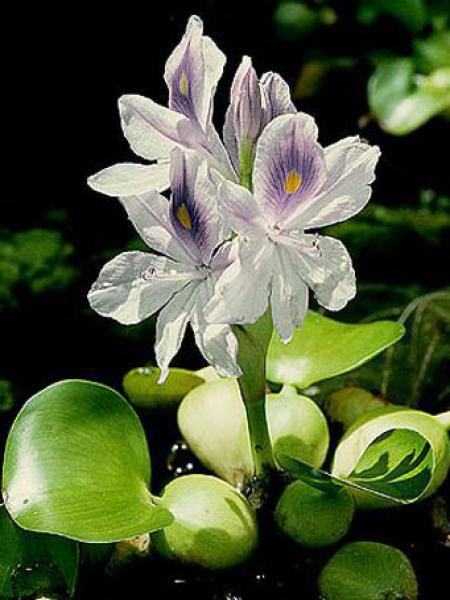 Jacinthe d'eau - Eichhornia crassipes - Le Jardin du Pic Vert
