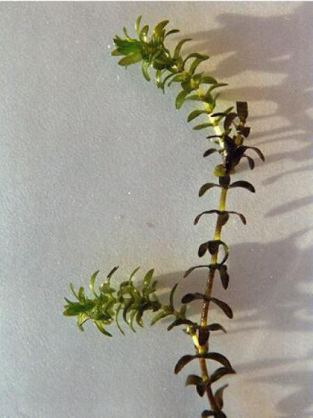 Élodée du Canada - Elodea canadensis - Le Jardin du Pic Vert