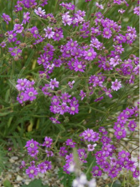 Séneçon rose - Senecio polyodon - Le Jardin du Pic Vert