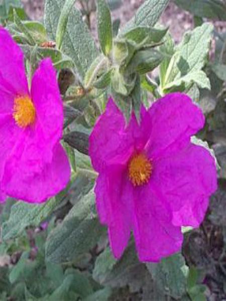 Ciste pulvérulent - Cistus pulverulentus - Le Jardin du Pic Vert