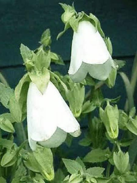 Symphyandra pendula - Symphyandra pendula - Le Jardin du Pic Vert