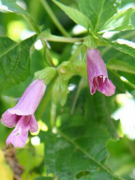 Chelonopsis moschata - Chelonopsis moschata - Le Jardin du Pic Vert