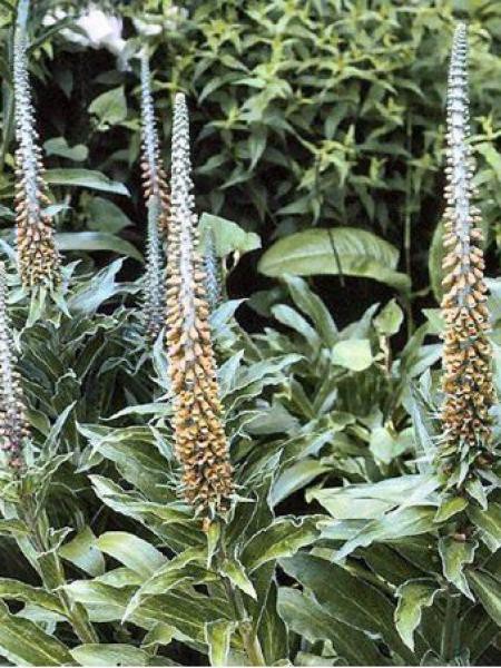 Digitale parviflora - Digitalis parviflora - Le Jardin du Pic Vert