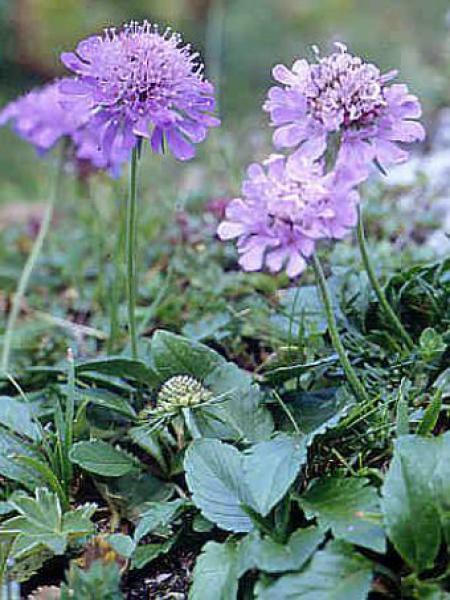 Scabieuse lucida - Scabiosa lucida - Le Jardin du Pic Vert