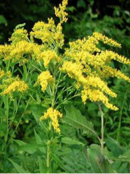 Verge d'or rugueuse - Solidago rugosa - Le Jardin du Pic Vert
