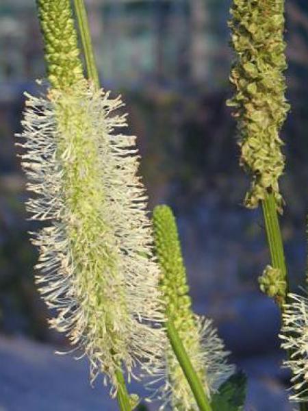 Pimprenelle du Canada - Sanguisorba canadensis - Le Jardin du Pic Vert