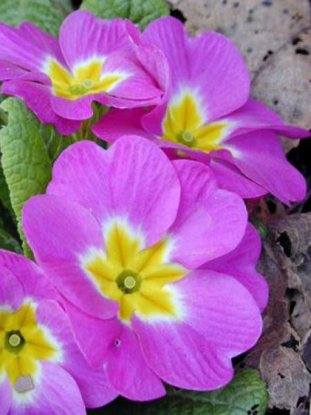 Primevère des jardins - Primula vulgaris - Le Jardin du Pic Vert