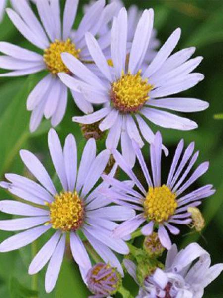 Aster laevis - Aster laevis - Le Jardin du Pic Vert