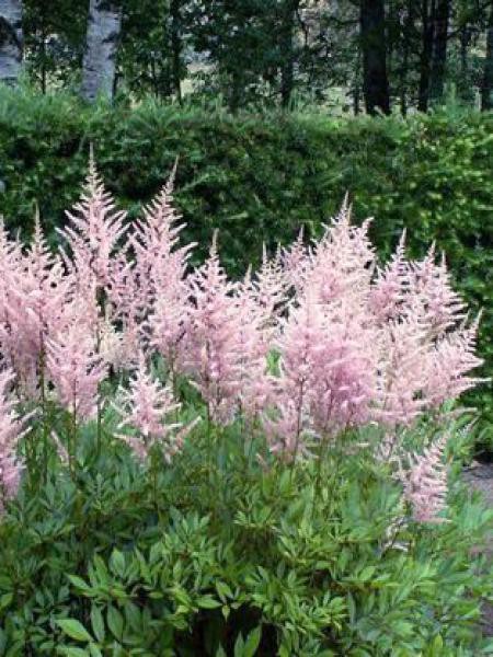 Astilbe d'Arends 'Erika' - Astilbe arendsii - Le Jardin du Pic Vert