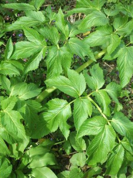 Angélique officinale - Angelica archangelica - Le Jardin du Pic Vert