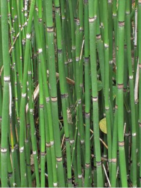 Prêle américaine - Equisetum americanum - Le Jardin du Pic Vert