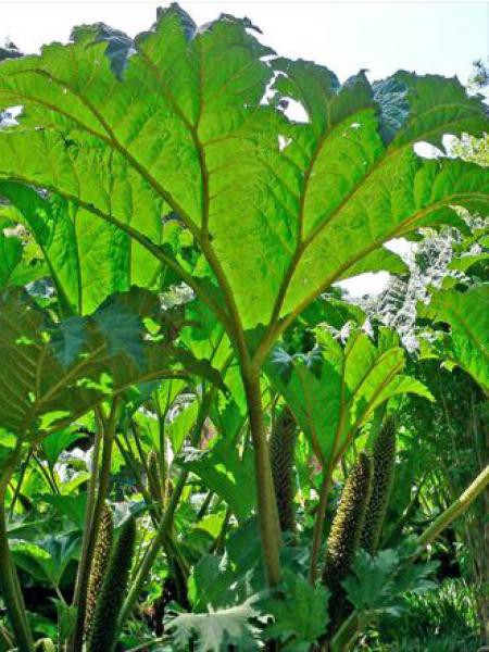 Rhubarbe géante du Chili - Gunnera tinctoria - Le Jardin du Pic Vert