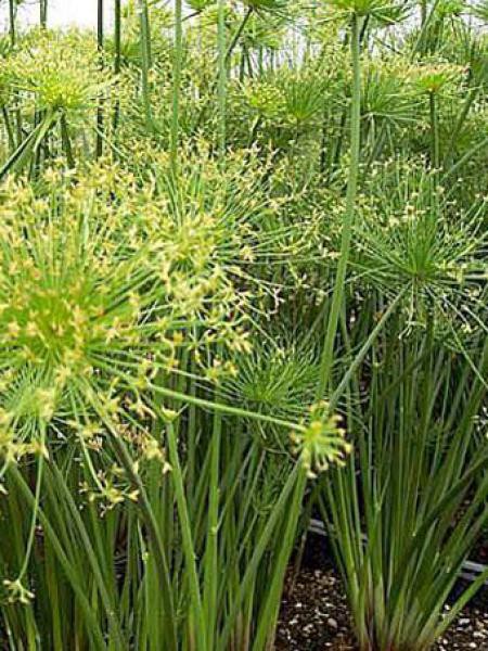 Papyrus nain - Cyperus isocladus - Le Jardin du Pic Vert