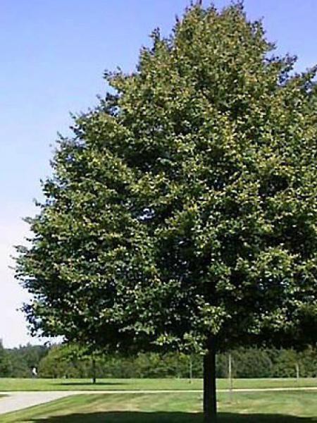 Tilleul à petites feuilles - Tilia cordata - Le Jardin du Pic Vert