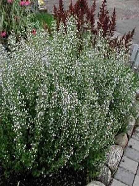 Petit calament - Calamintha nepeta - Le Jardin du Pic Vert
