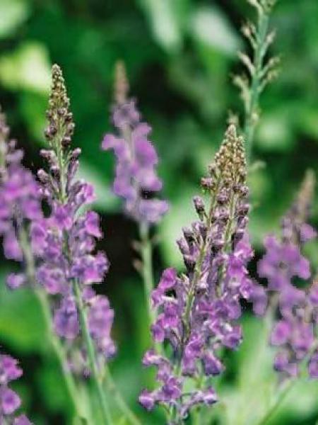 Linaire pourpre - Linaria purpurea - Le Jardin du Pic Vert