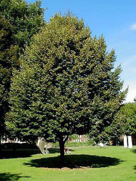 Tilleul à petites feuilles - Tilia cordata - Le Jardin du Pic Vert