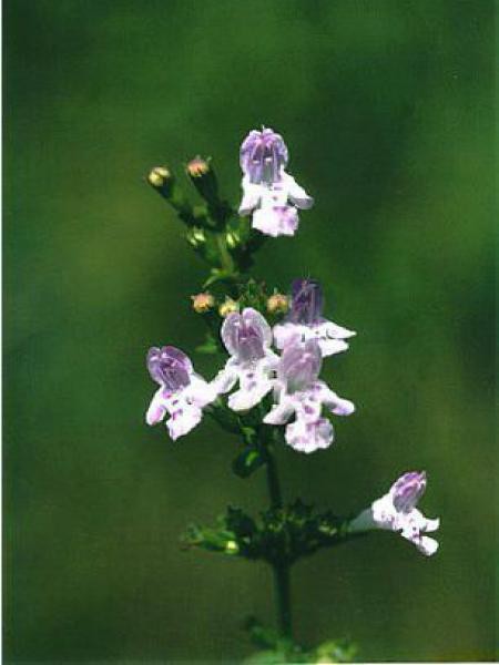 Petit calament - Calamintha nepeta - Le Jardin du Pic Vert