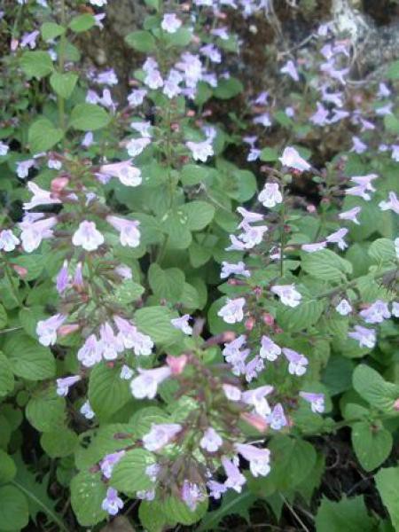 Petit calament - Calamintha nepeta - Le Jardin du Pic Vert