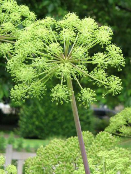 Angélique officinale - Angelica archangelica - Le Jardin du Pic Vert