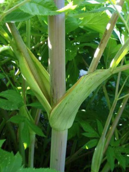 Angélique officinale - Angelica archangelica - Le Jardin du Pic Vert