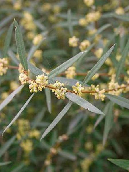 Filaria angustifolia - Phillyrea angustifolia - Le Jardin du Pic Vert