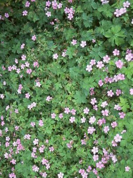 Géranium vivace d'Endress - Geranium endressii - Le Jardin du Pic Vert