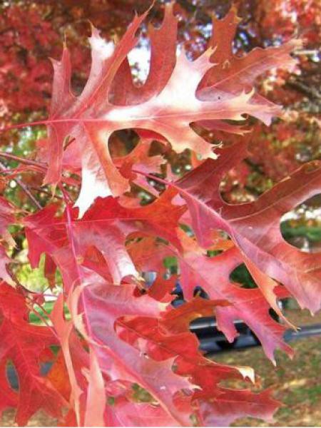 Chêne écarlate - Quercus coccinea - Le Jardin du Pic Vert