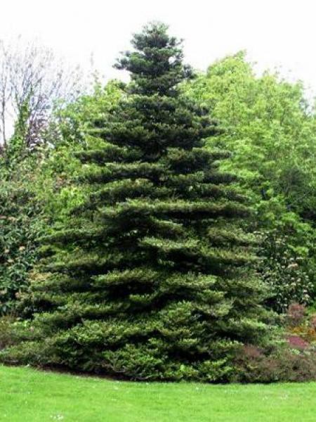 Sapin de Corée - Abies koreana - Le Jardin du Pic Vert