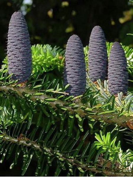 Sapin de Corée - Abies koreana - Le Jardin du Pic Vert