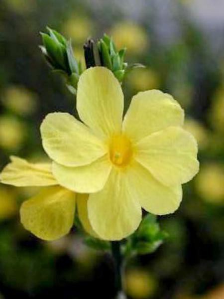 Jasmin d'hiver - Jasminum nudiflorum - Le Jardin du Pic Vert