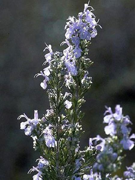 Romarin officinal - Rosmarinus officinalis - Le Jardin du Pic Vert