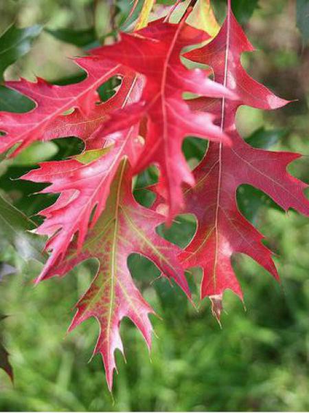 Chêne écarlate - Quercus coccinea - Le Jardin du Pic Vert